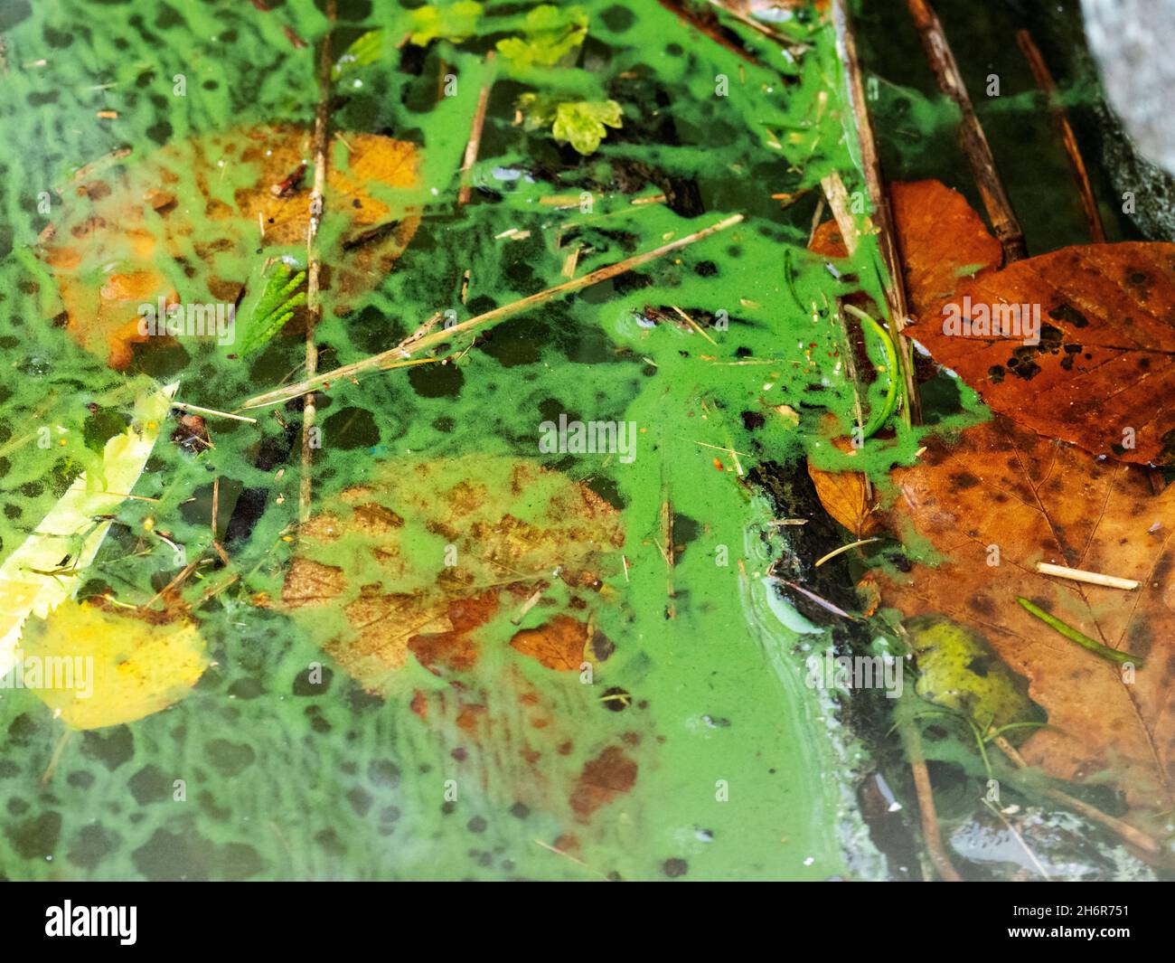 Blue Green Algae on Lake Windermere in Mid November. This algal bloom ...