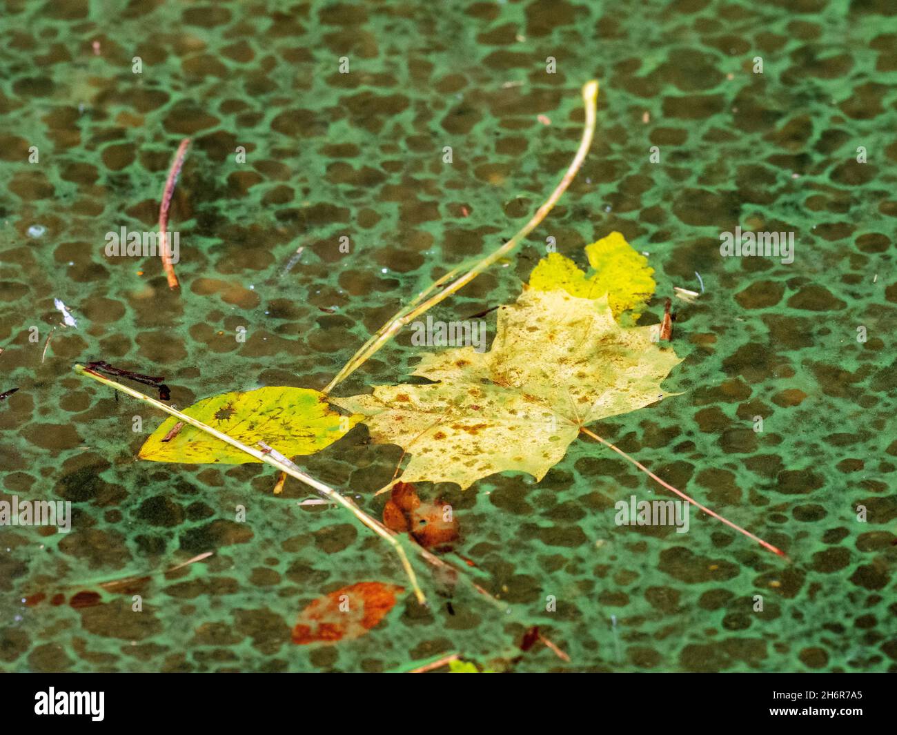 Blue Green Algae on Lake Windermere in Mid November. This algal bloom ...