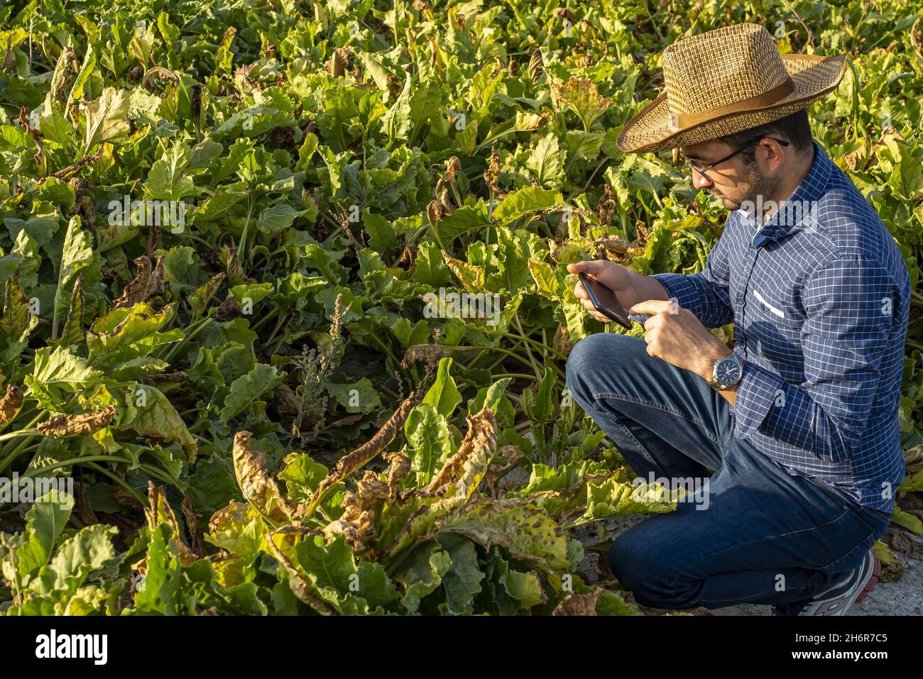 Caucasian farmer in a hat using modern technology in agriculture. smart ...