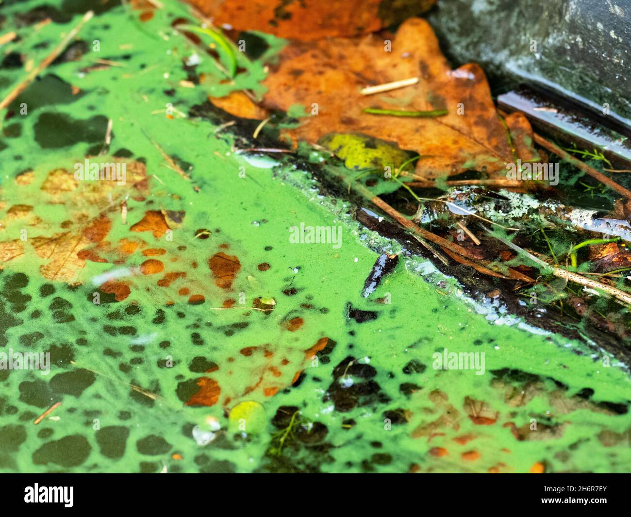 Blue Green Algae on Lake Windermere in Mid November. This algal bloom ...