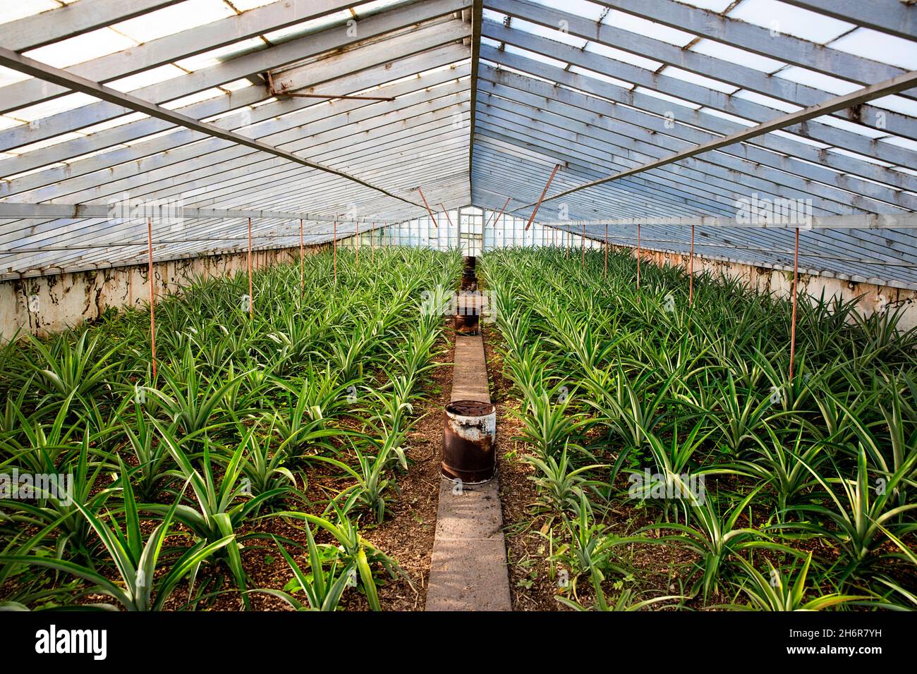 Crops in the greenhouse at the pineapple typical cultivation in Sao ...