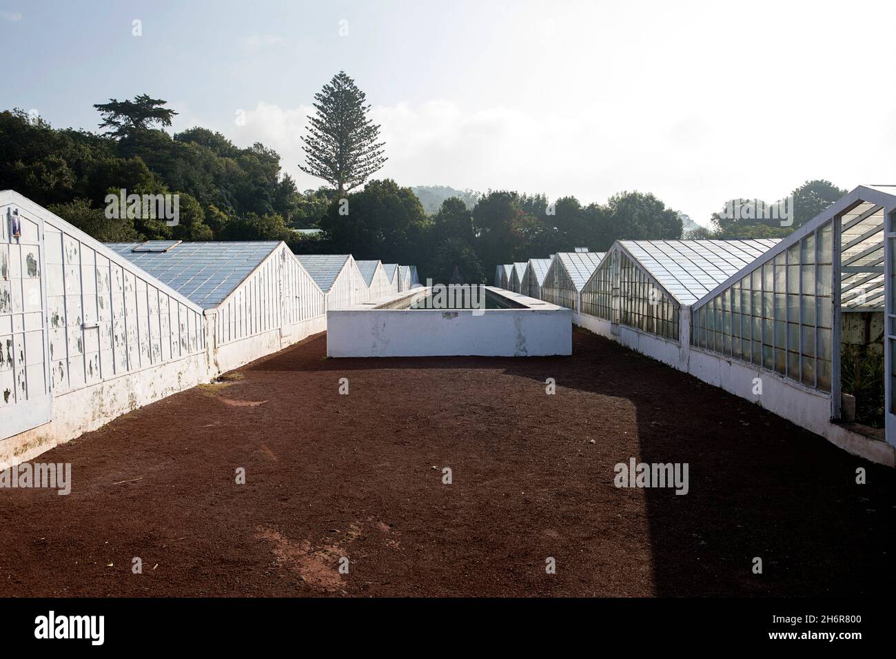 Azorean greenhouse hi-res stock photography and images - Alamy