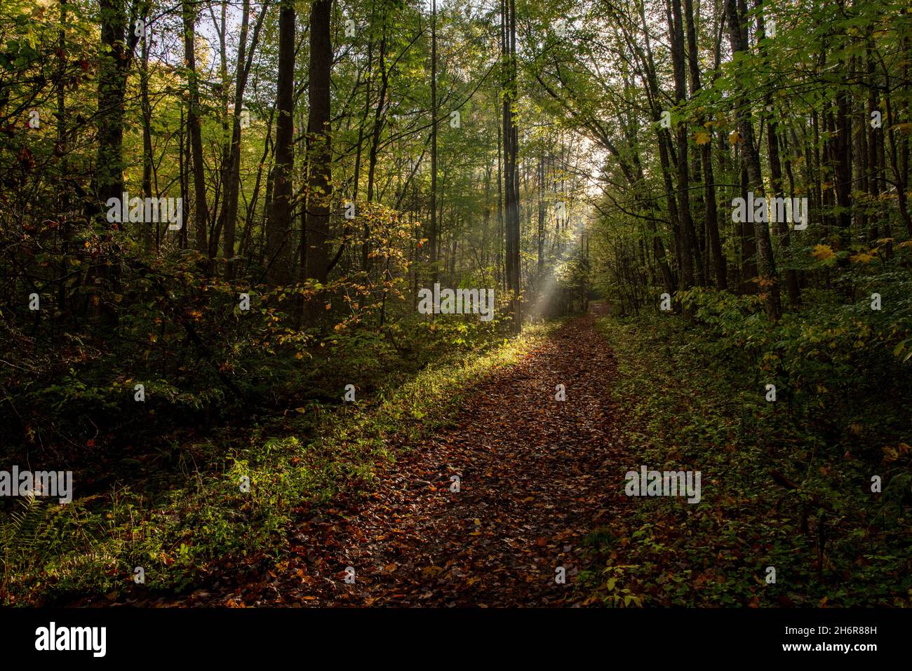 Morning Sun, Middle Prong Trail - Great Smoky Mountain National Park ...