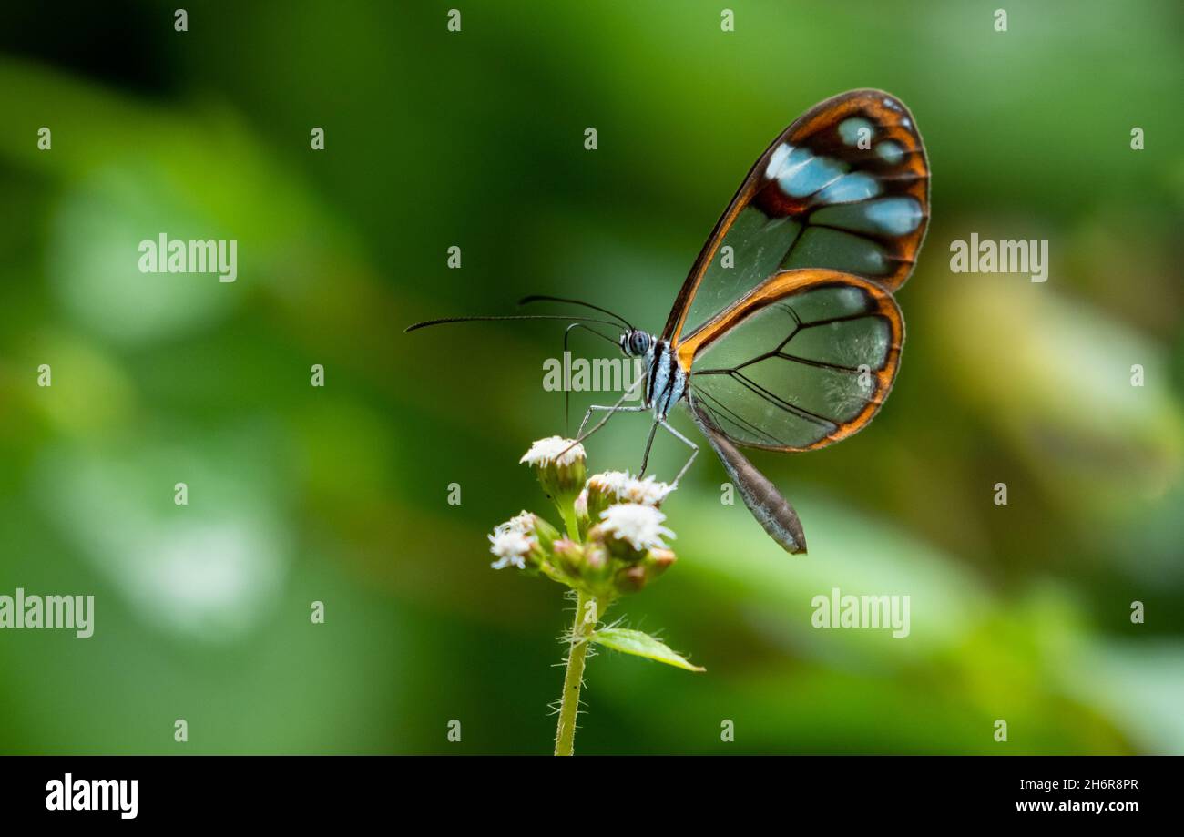 A Glasswing butterfly feeding on a small white wildflower on the ...