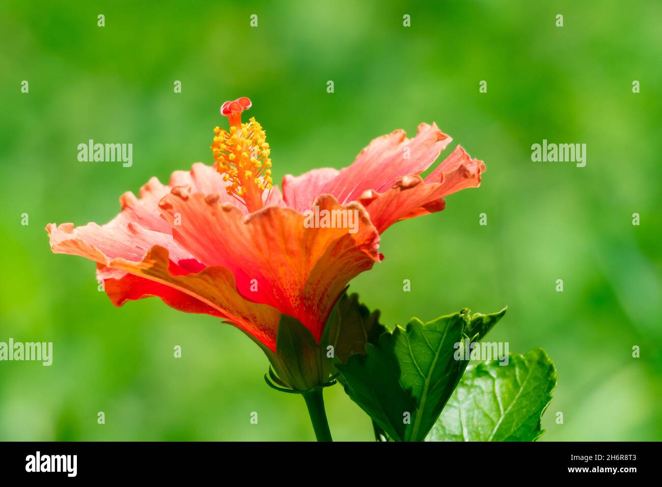 A single Hibiscus flower in the direct sunlight with a blurred green ...