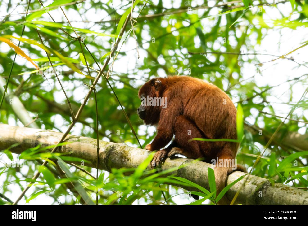 Red howler monkey trinidad hi-res stock photography and images - Alamy
