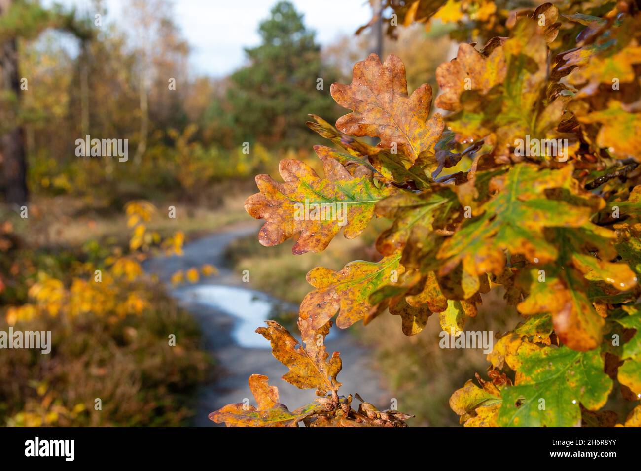 path winding through Autumn landscape with heather and colourful trees ...