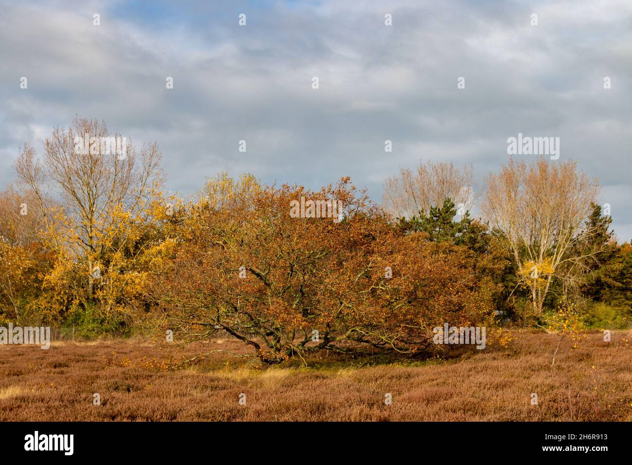 Autumn fall landscape with heather and colourful trees Stock Photo - Alamy