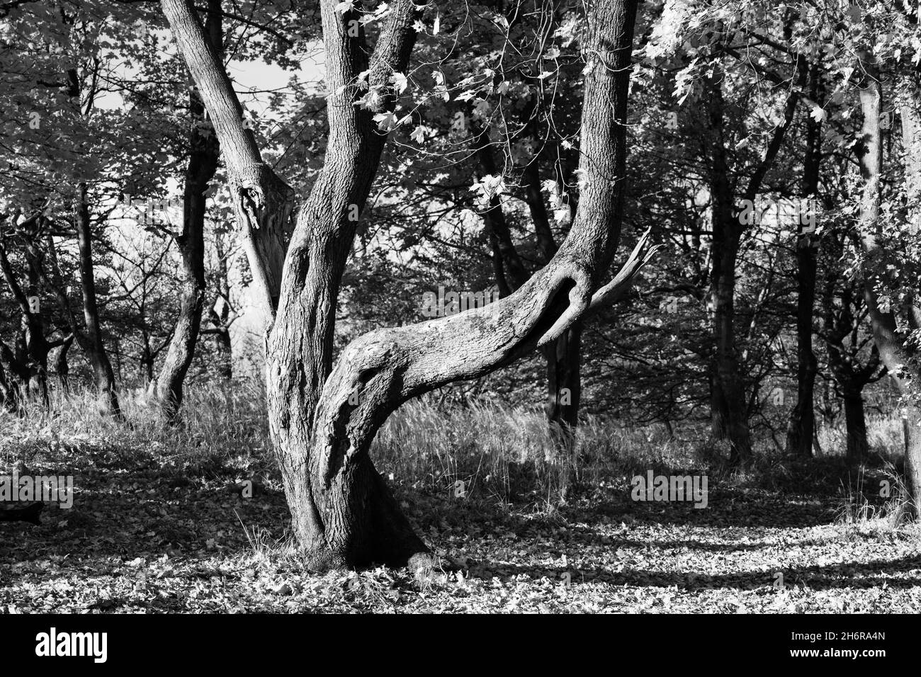 Maple tree with twisted trunk Stock Photo - Alamy