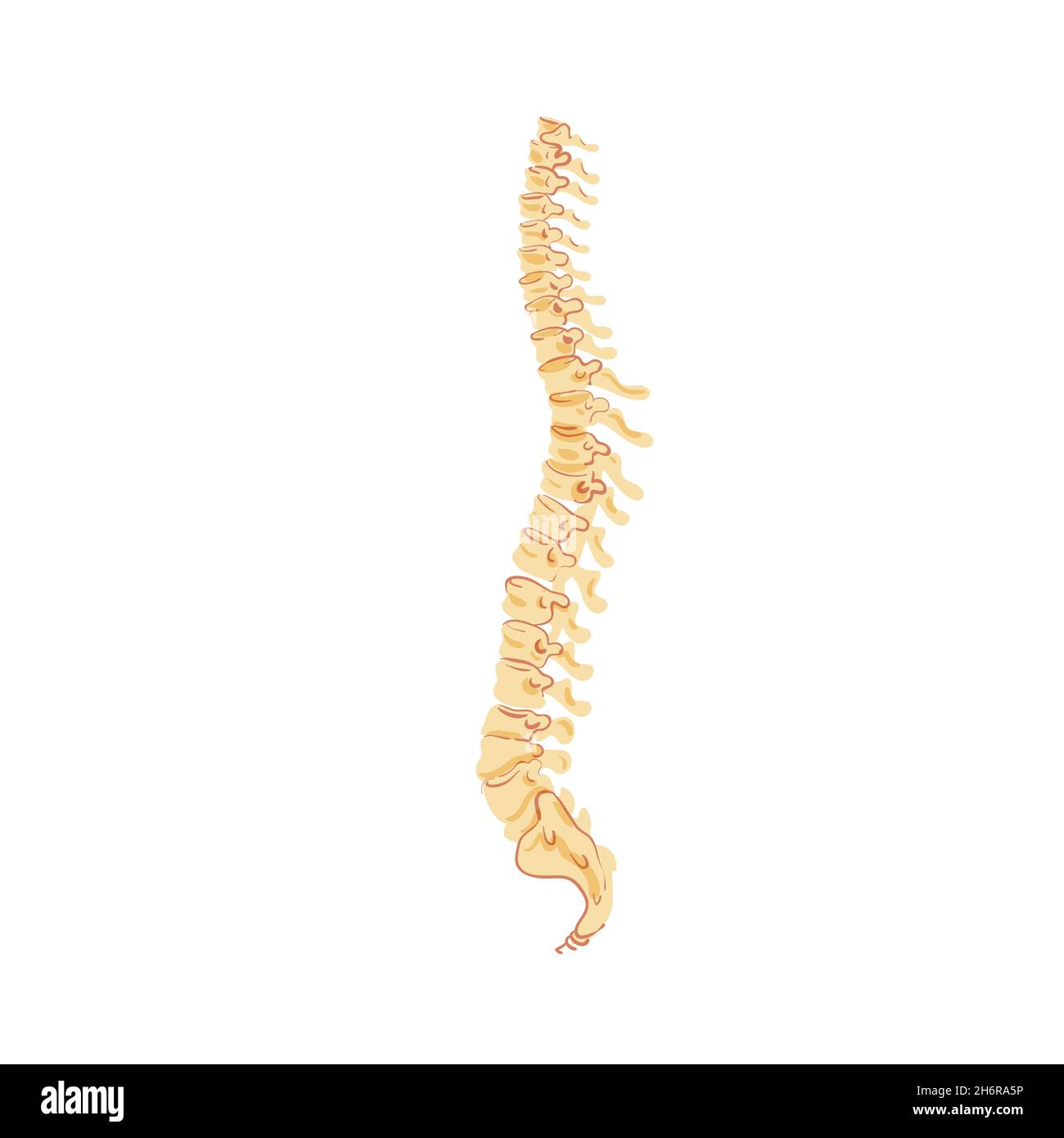 Flat cartoon detailed person spine,human skeleton anatomy,educational ...
