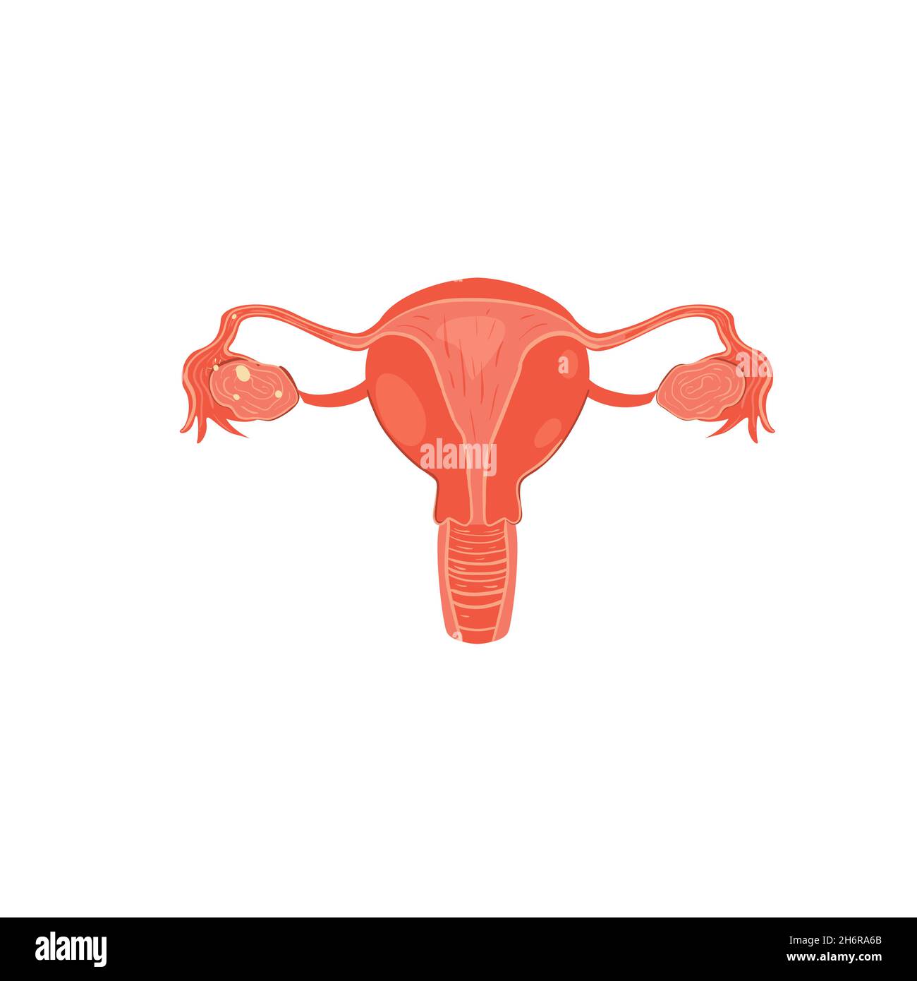 Flat cartoon female reproductive system,medical treatment and therapy ...