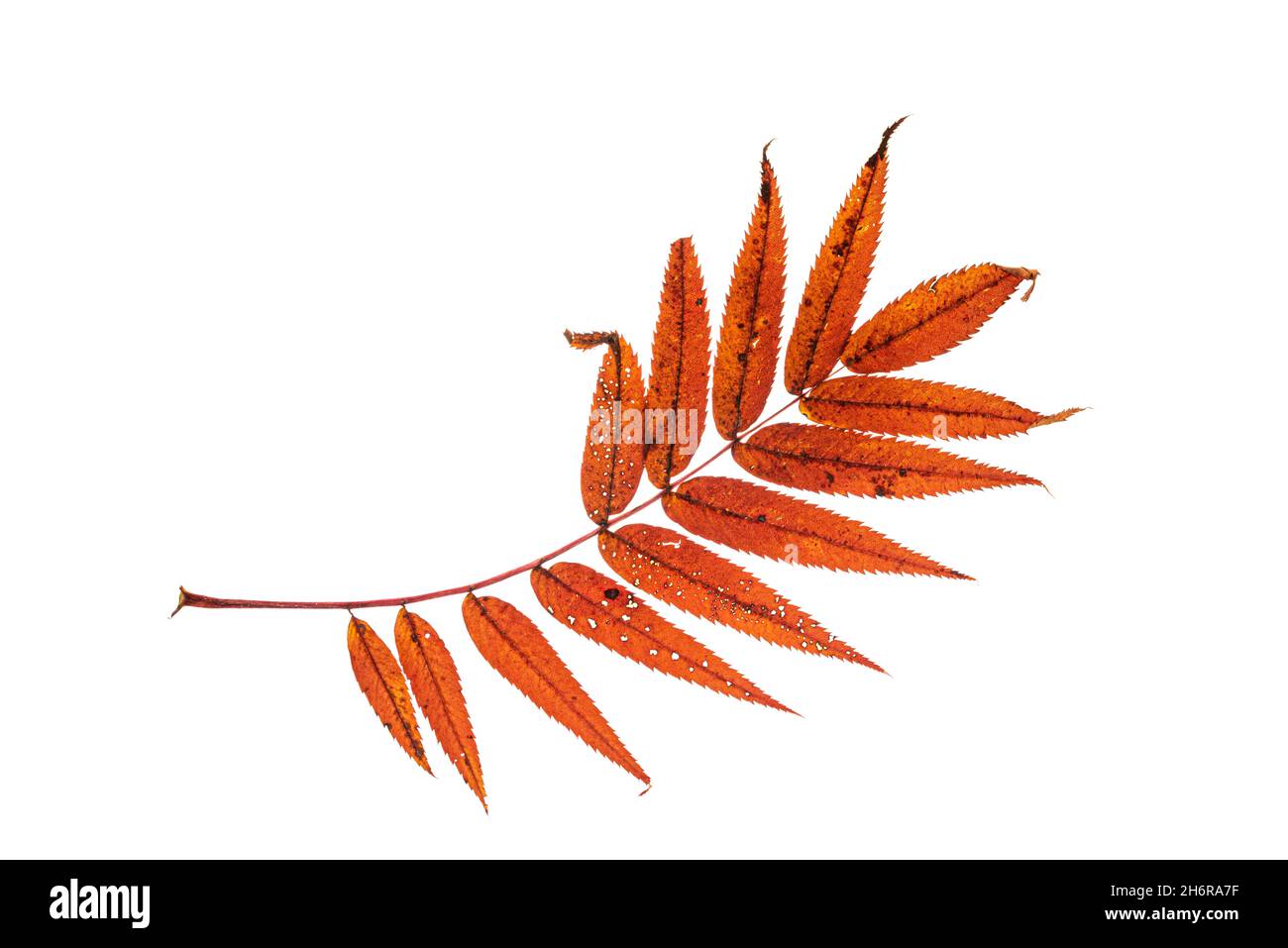 Mix of color fresh autumn leaf on white background Stock Photo - Alamy