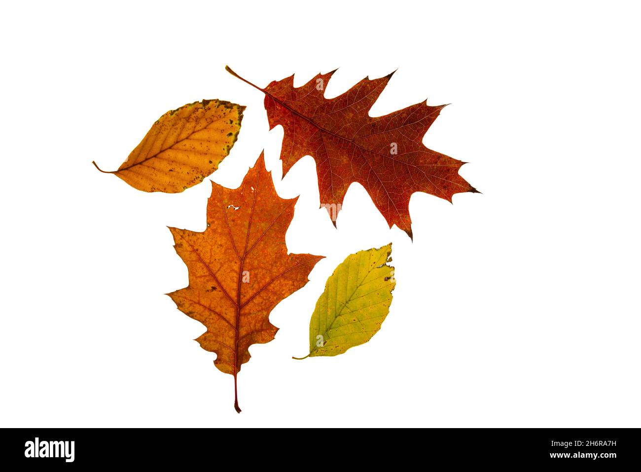 Golden autumn leaf blue Cut Out Stock Images & Pictures - Alamy