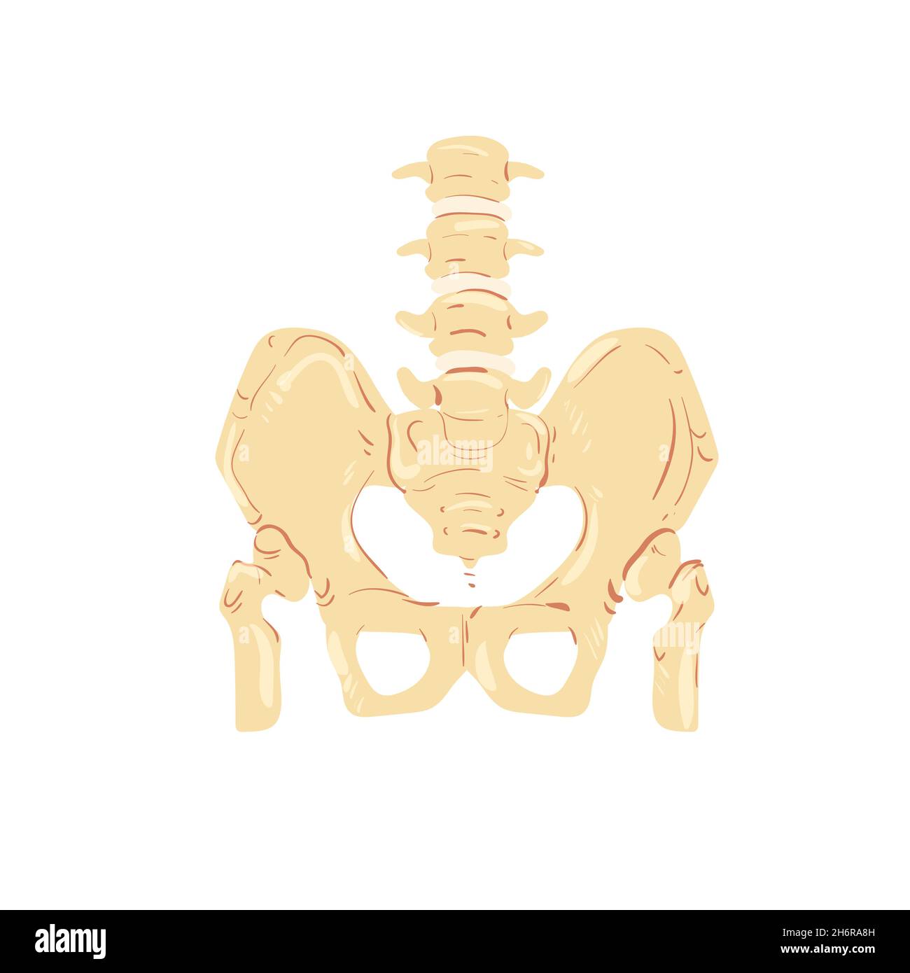Flat cartoon person spine and pelvis,human skeleton anatomy,educational ...