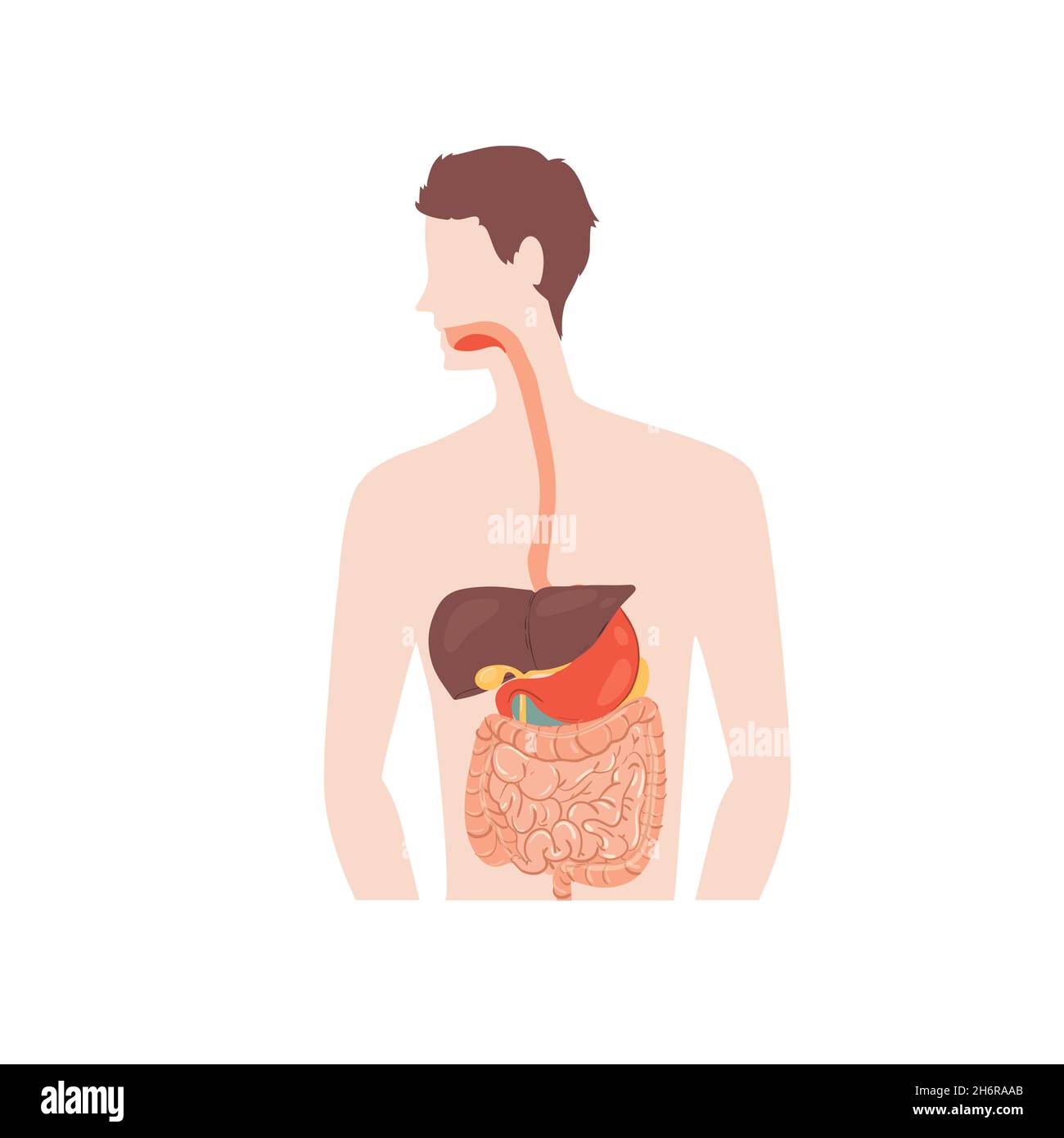 Flat cartoon person digestive system,medical treatment and therapy ...