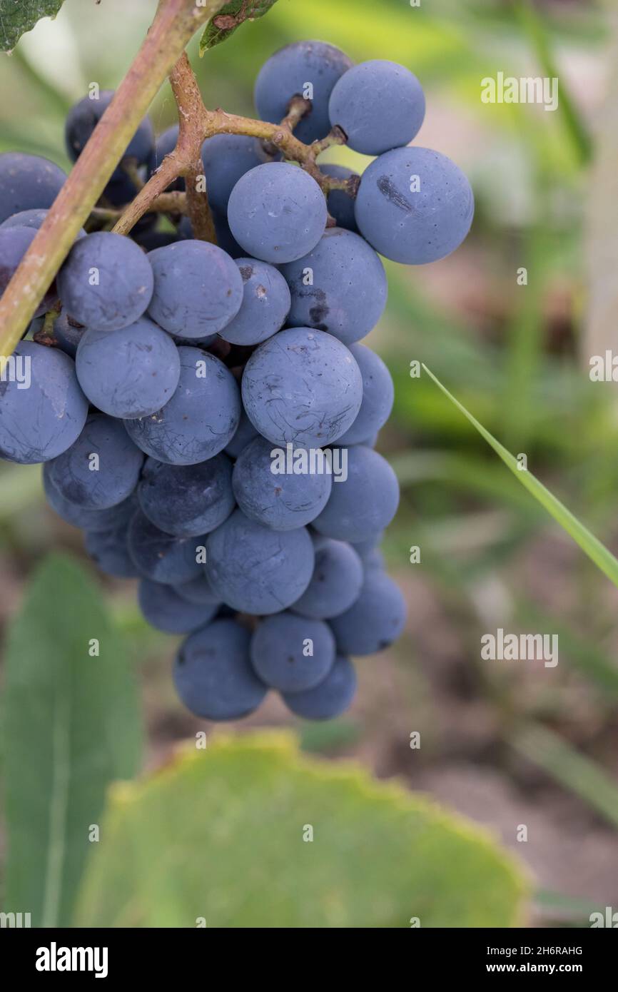 Closeup shot of blue grapes in a vineyard Stock Photo - Alamy