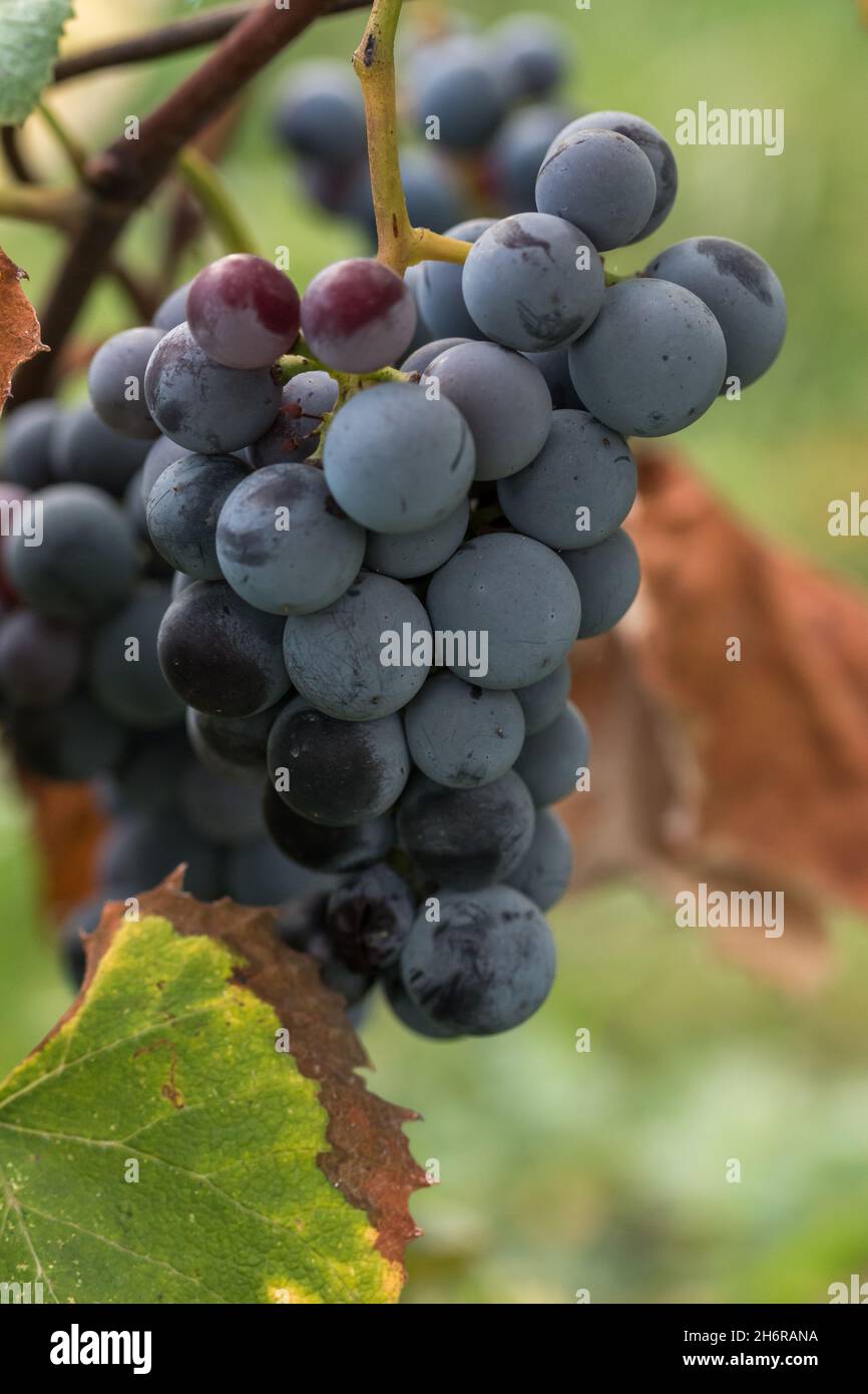 Closeup shot of blue grapes in a vineyard Stock Photo - Alamy