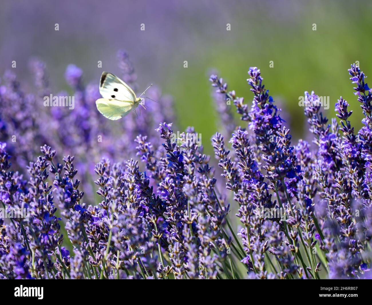 Large White Butterfly Flying Over Lavender Stock Photo - Alamy