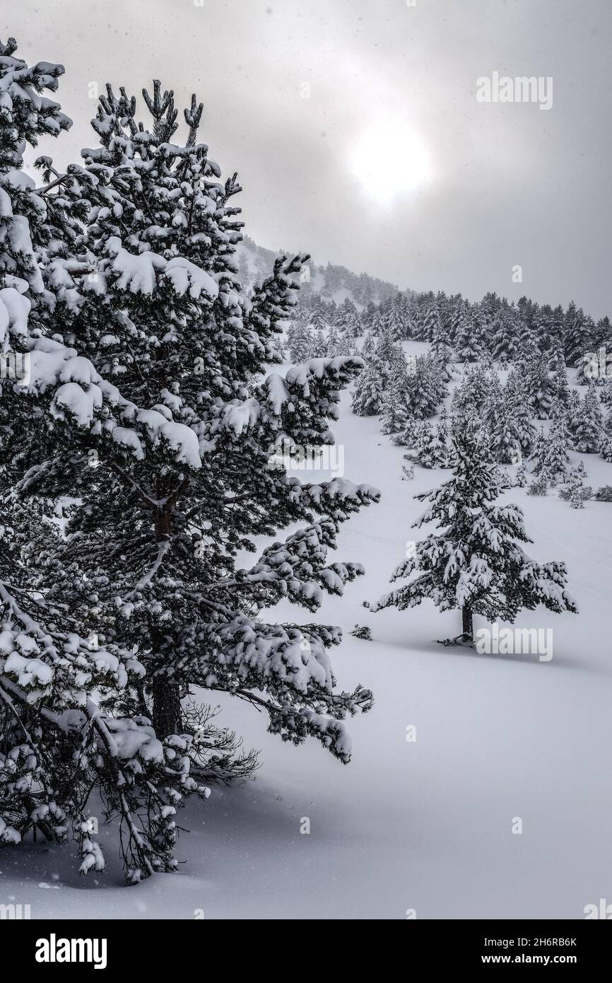 Snowing in a Pine forest in winter in Riaño and Mampodre mountains in ...
