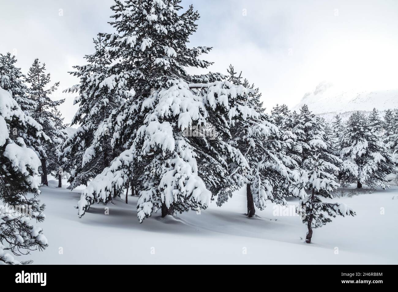 Snowing in a Pine forest in winter in Riaño and Mampodre mountains in ...