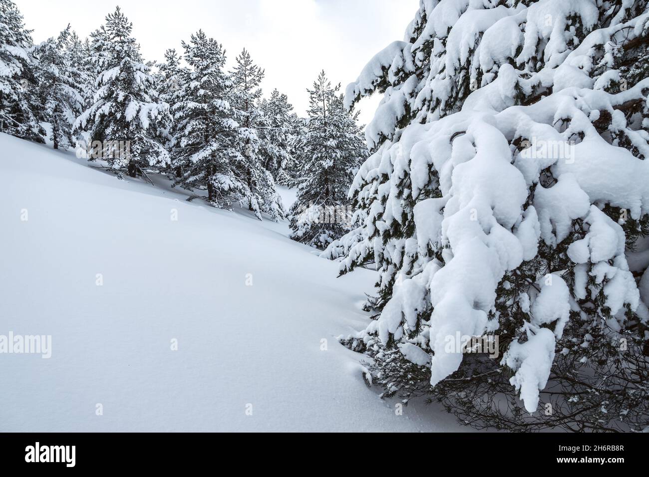 Snowing in a Pine forest in winter in Riaño and Mampodre mountains in ...