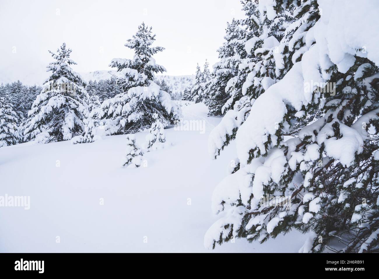 Snowing in a Pine forest in winter in Riaño and Mampodre mountains in ...