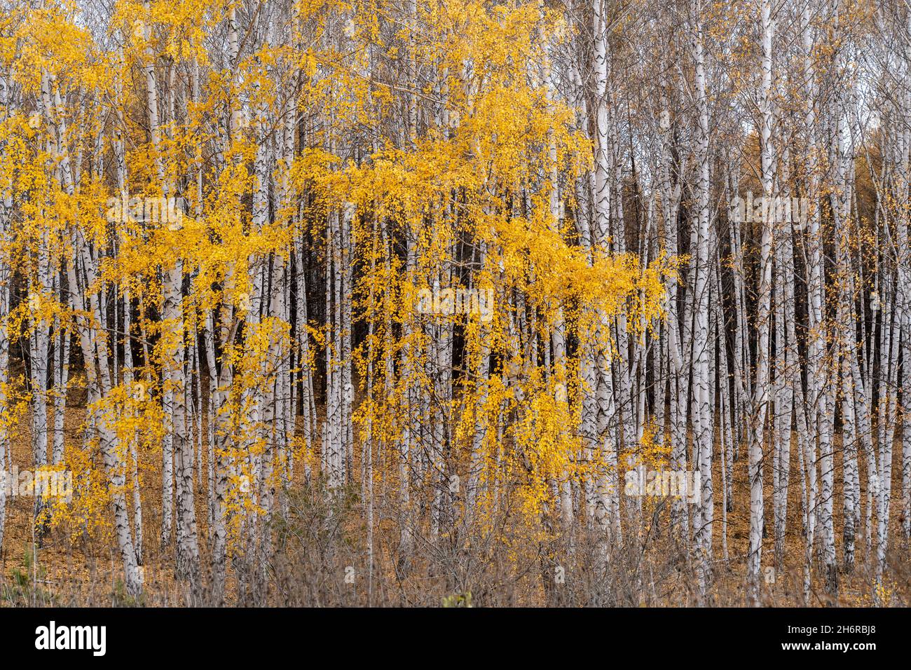 Sparse grove hi-res stock photography and images - Alamy