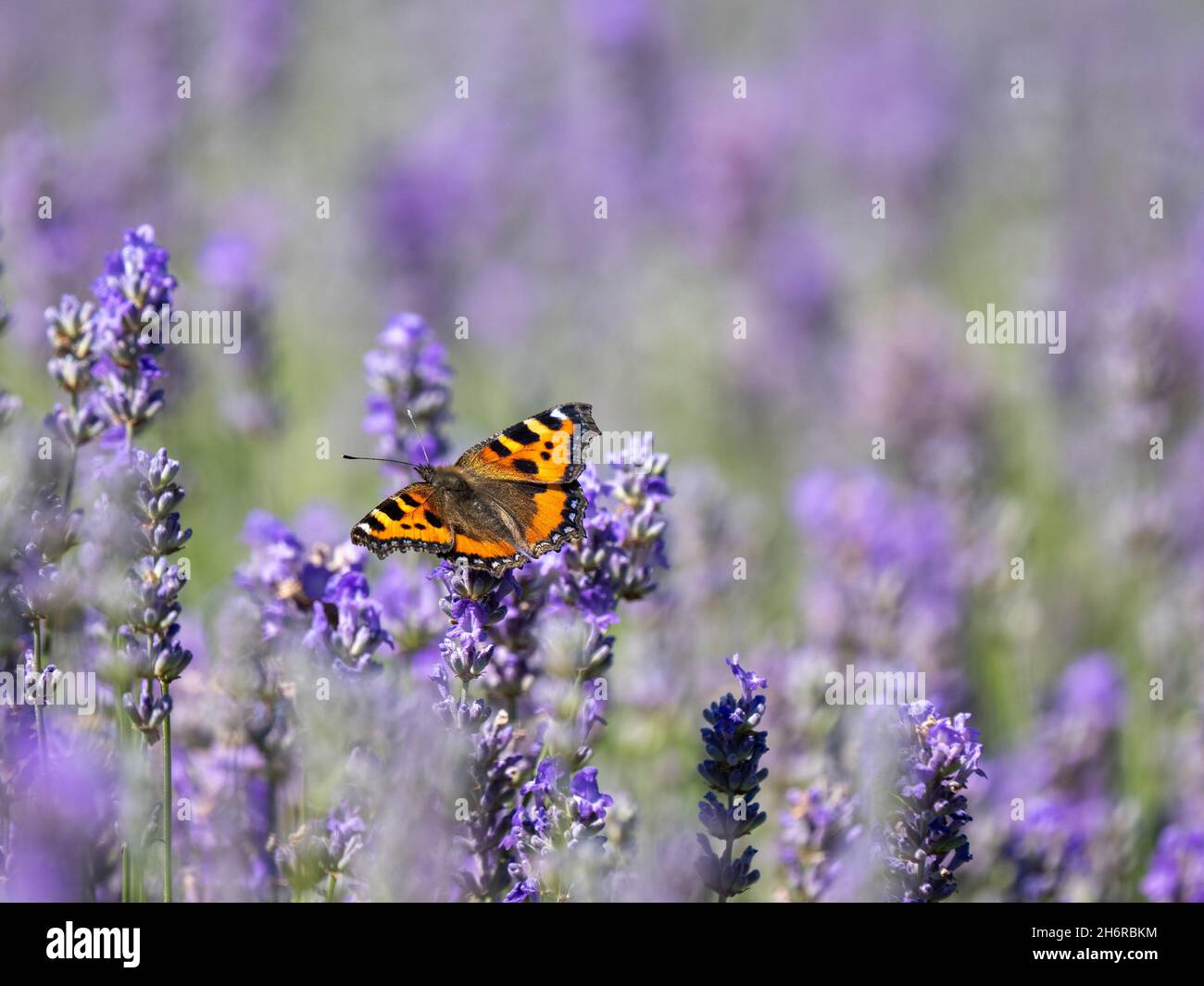 Tortoiseshell on lavender hi-res stock photography and images - Alamy