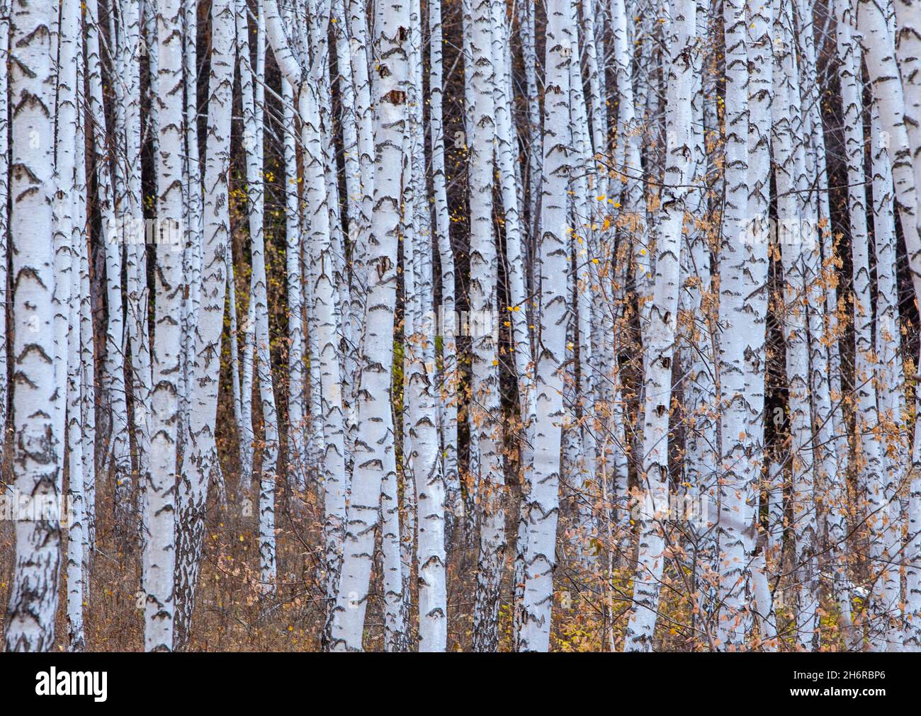 Birch trunks are white with sparse autumn foliage Stock Photo - Alamy