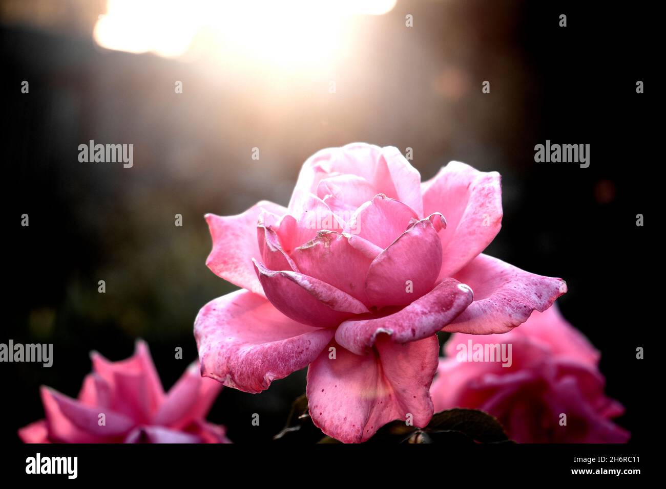 Pink backlight hi-res stock photography and images - Alamy