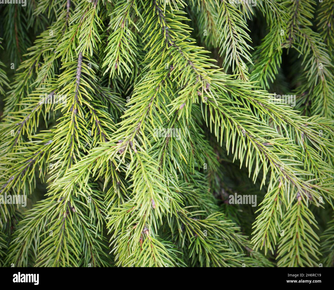 Fir tree texture hi-res stock photography and images - Alamy