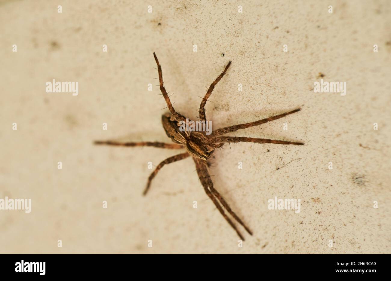 Zoropsis spinimana spider species, family of the Zoropsidae. Looks like ...