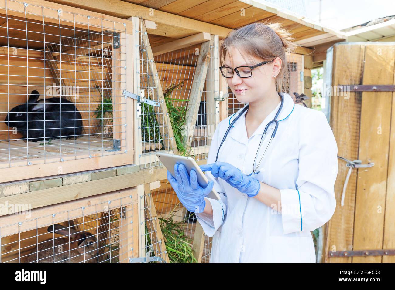 Veterinarian woman with tablet computer checking animal health status ...