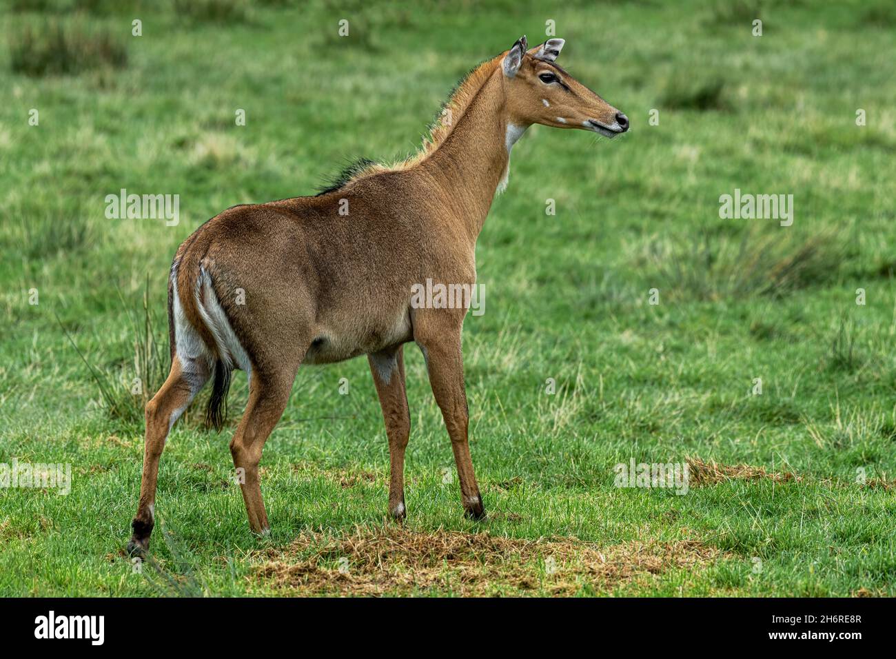 The nilgai, Boselaphus tragocamelus, is the largest Asian antelope ...