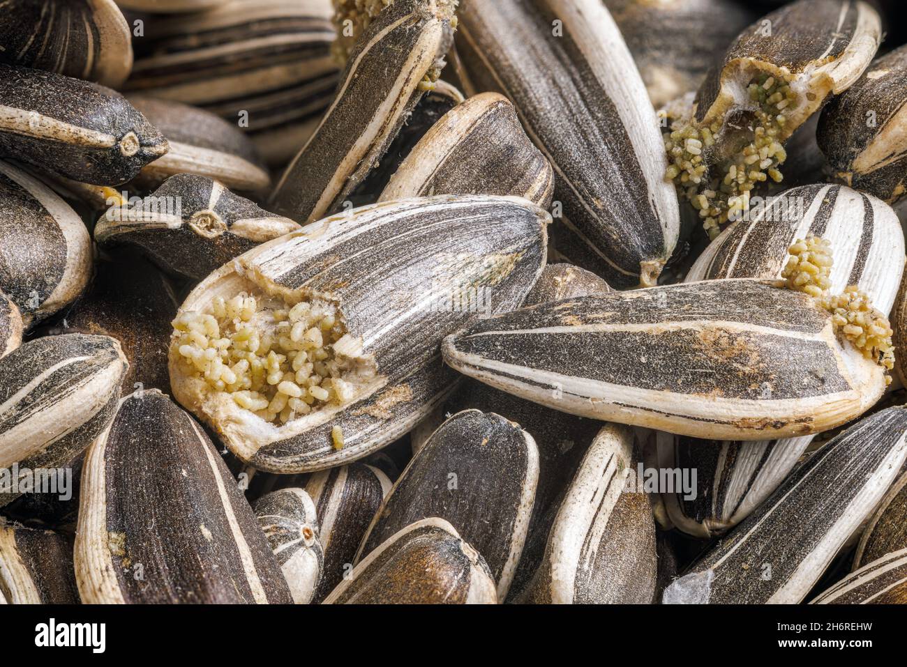 sunflower seeds corrupted with pantry flour moths Stock Photo - Alamy