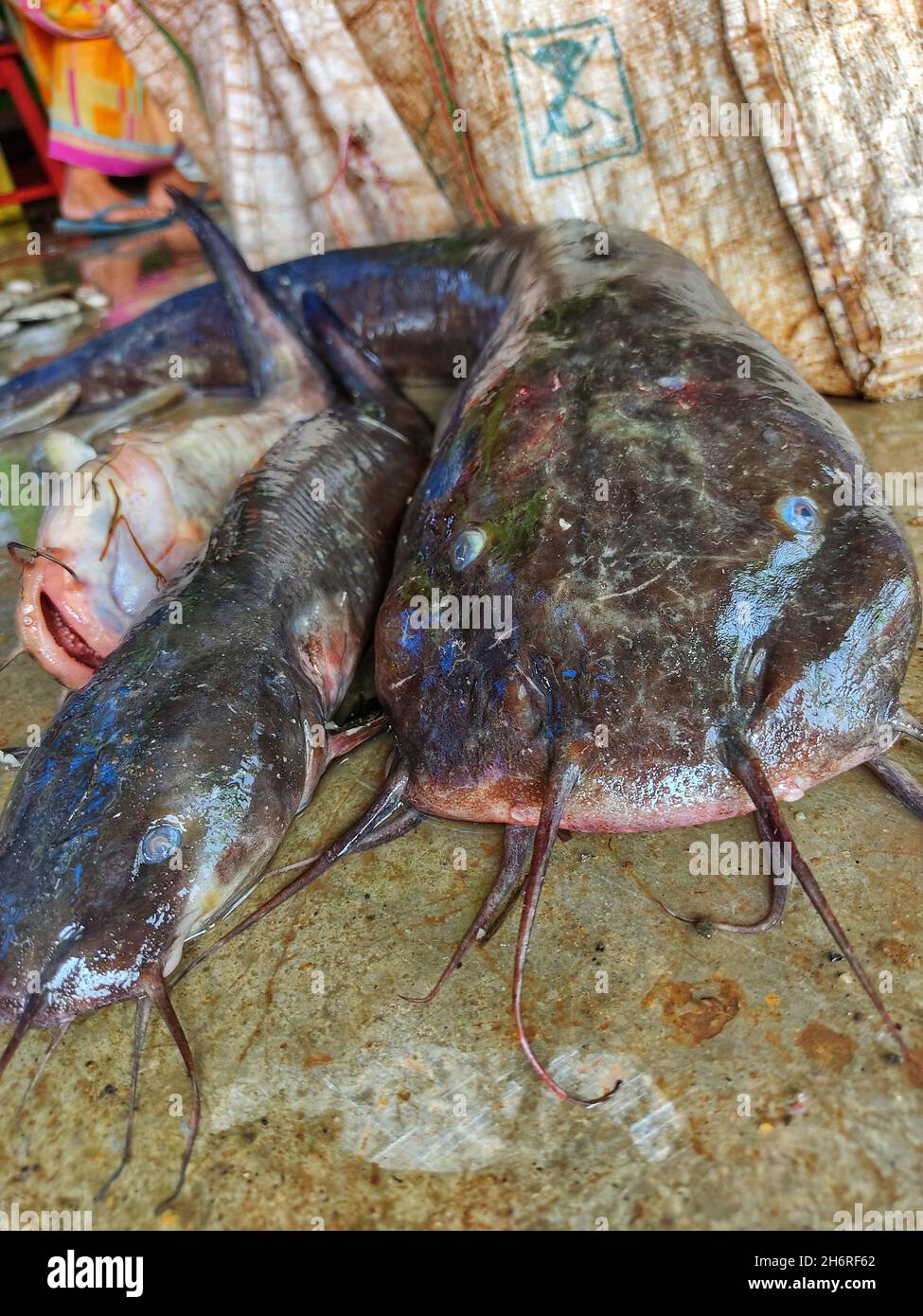 Vertical shot of raw catfish at the seafood market Stock Photo - Alamy
