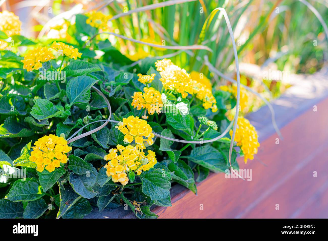 The colorful yellow lantana camara blooms in the garden in clear ...