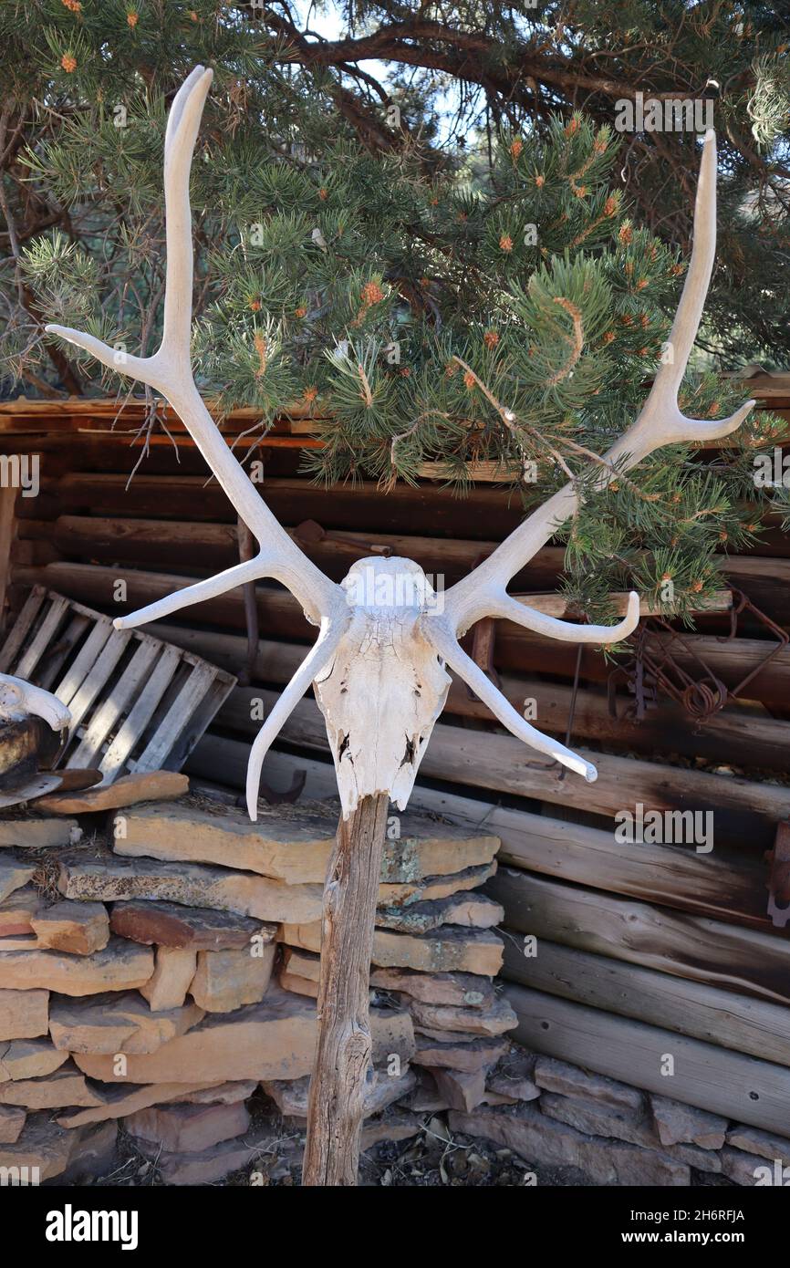 Old wood stick with deer antlers Stock Photo - Alamy