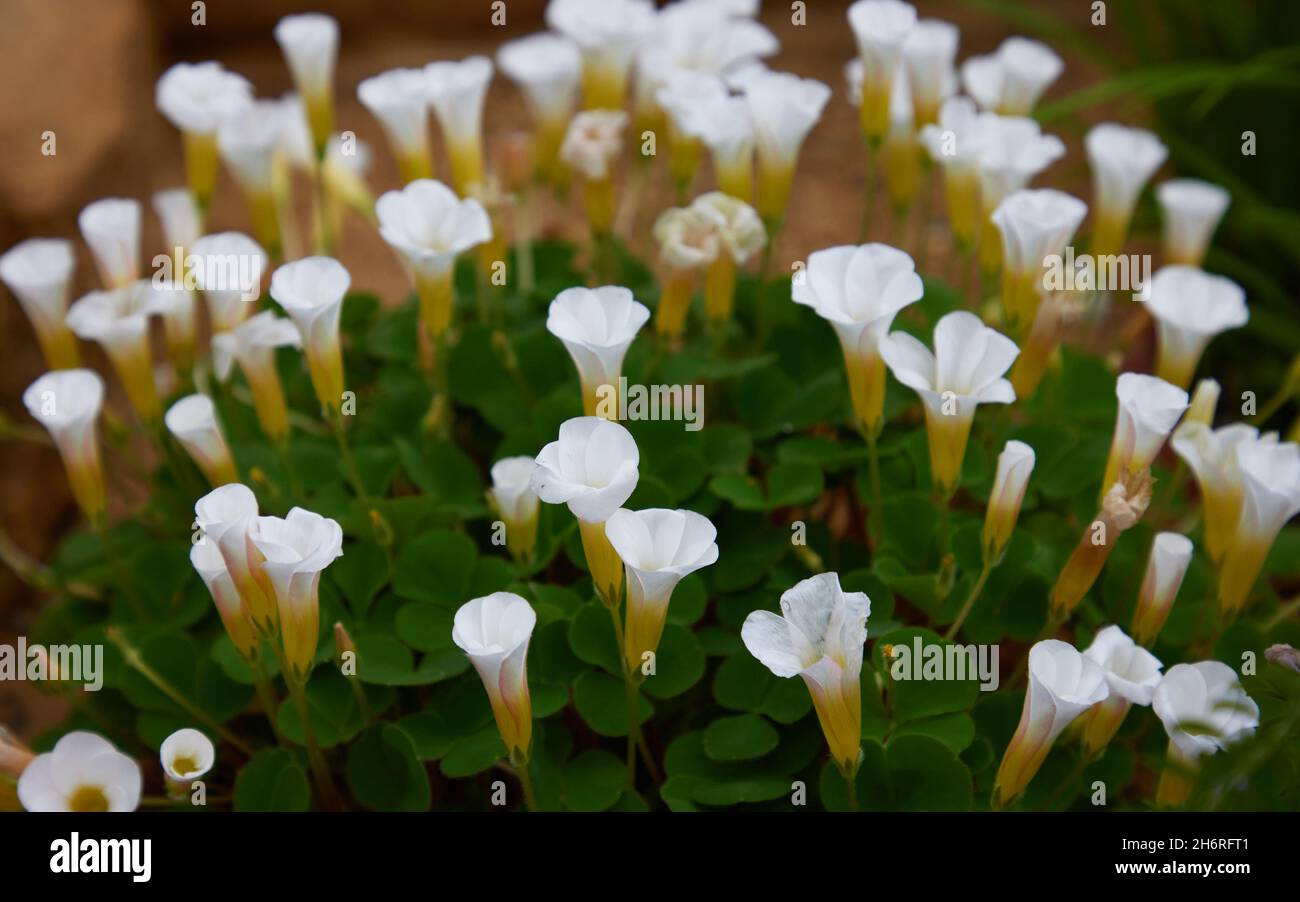 Oxalis purpurea Alba plant with green leaves and white flowers Stock ...
