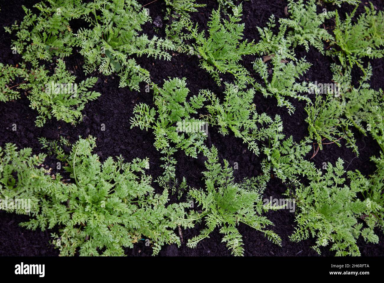 Close up of poached egg plant seedlings in November Stock Photo - Alamy