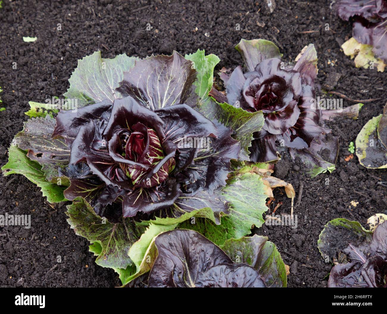 Winter vegetable Chicory Rossa de Verona Stock Photo - Alamy