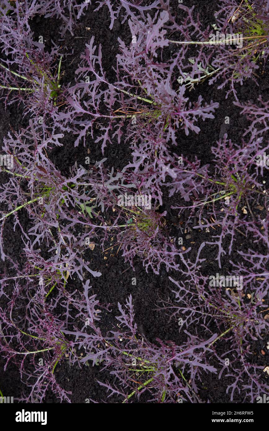 Red mustard frills hi-res stock photography and images - Alamy