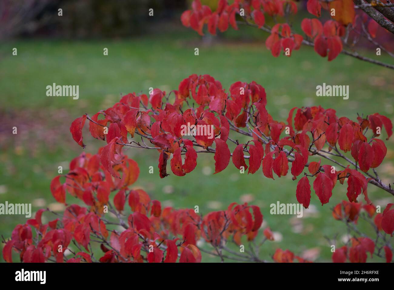 Cornus kousa leaf colour hi-res stock photography and images - Alamy