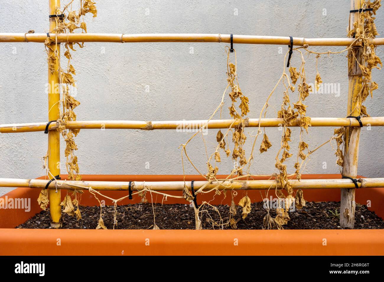 Dried cucumber plant in a plastic pot in a neglected farmer's urban ...