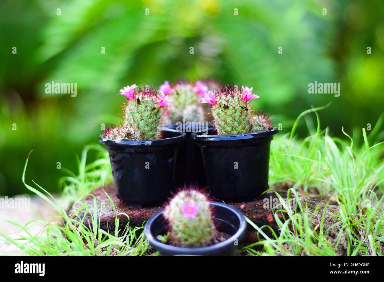 Cactus Plant on pot Stock Photo - Alamy