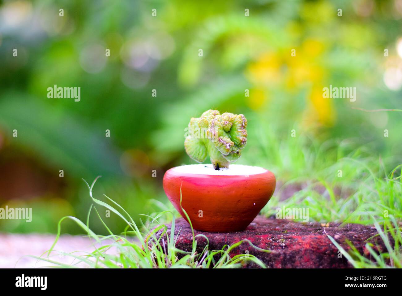 Cactus plural hi-res stock photography and images - Alamy