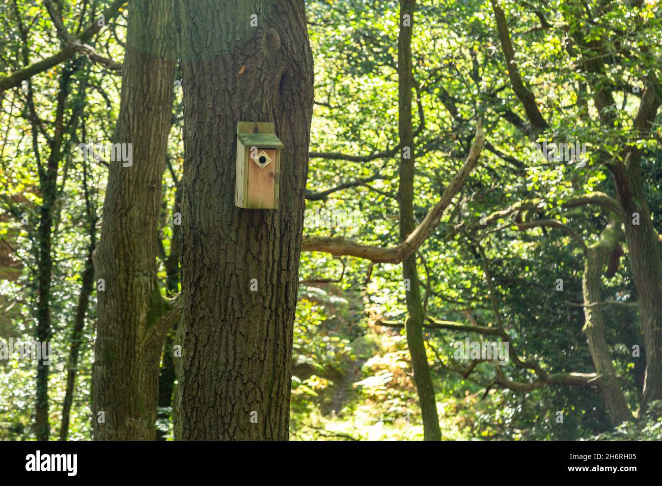 Protect nesting box from predators hi-res stock photography and images ...