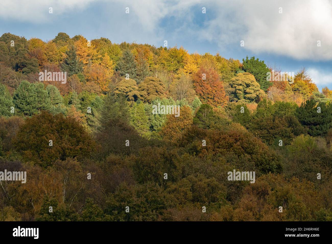 Autumn trees uk hi-res stock photography and images - Alamy