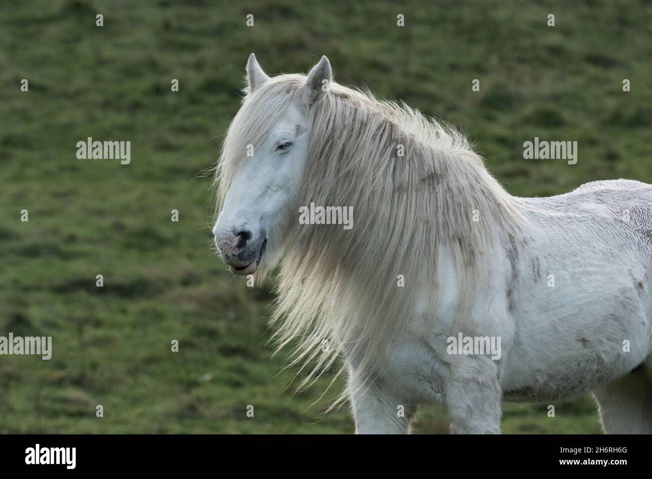 A white horse head and neck close up. The horse has a long mane Stock ...