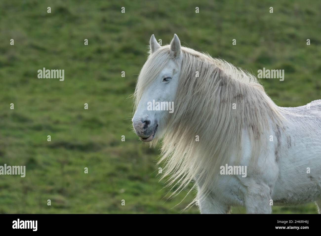 A white horse head and neck close up. The horse has a long mane Stock ...